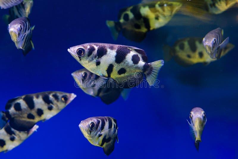 The Stingray Has a Triangular Body and Lives in Freshwater with Aquatic ...