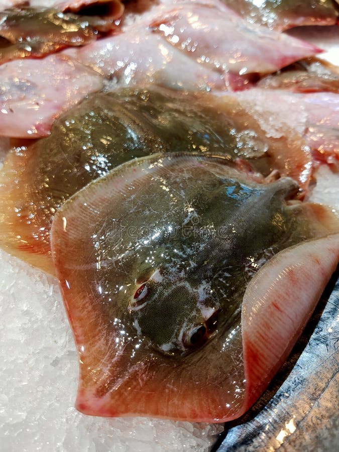 Stingray on ice stock image. Image of fish, cuisine - 210754669