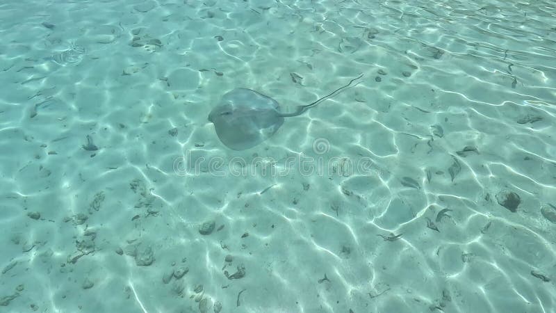 Stingray in the Indian Ocean Maldives Shallow Water Stock Footage ...