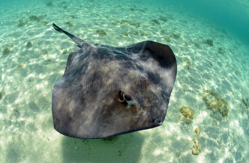 Stingray in Its Natural Habitat Stock Image - Image of animals ...
