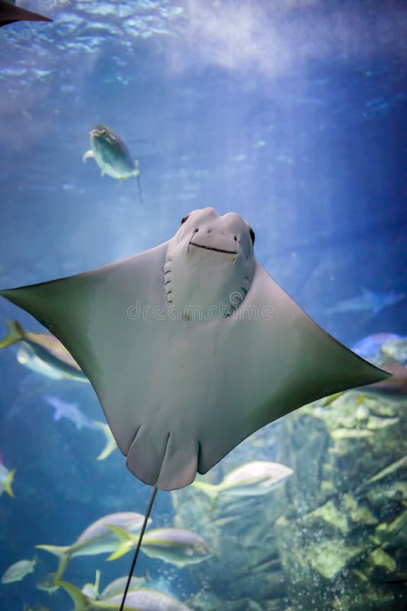 Stingray stock photo. Image of smile, fish, underwater - 57555398