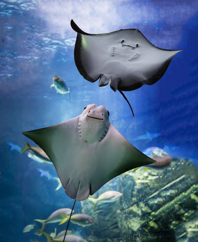 434 Stingray Face Stock Photos - Free & Royalty-Free Stock Photos from ...