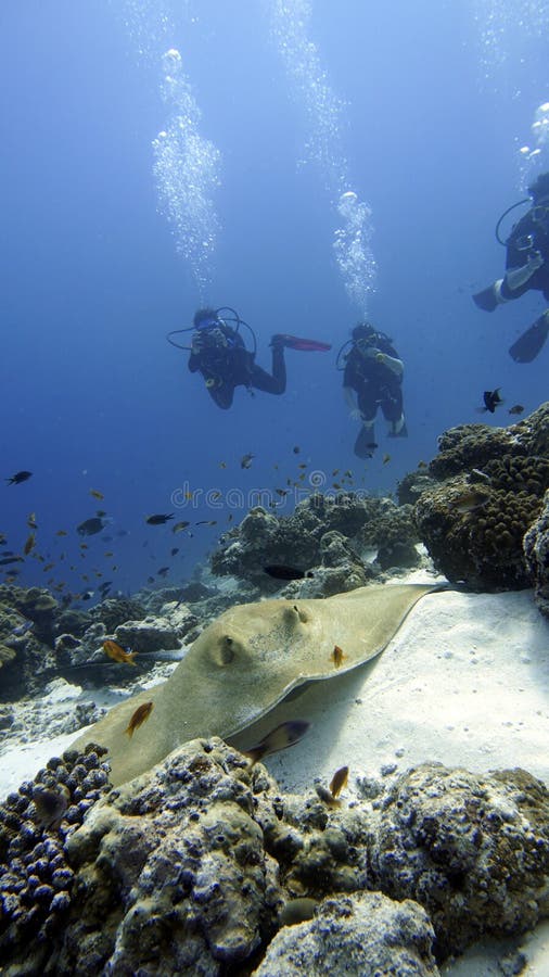Stingray Maldives Underwater Photography Landscaping Stock Image ...