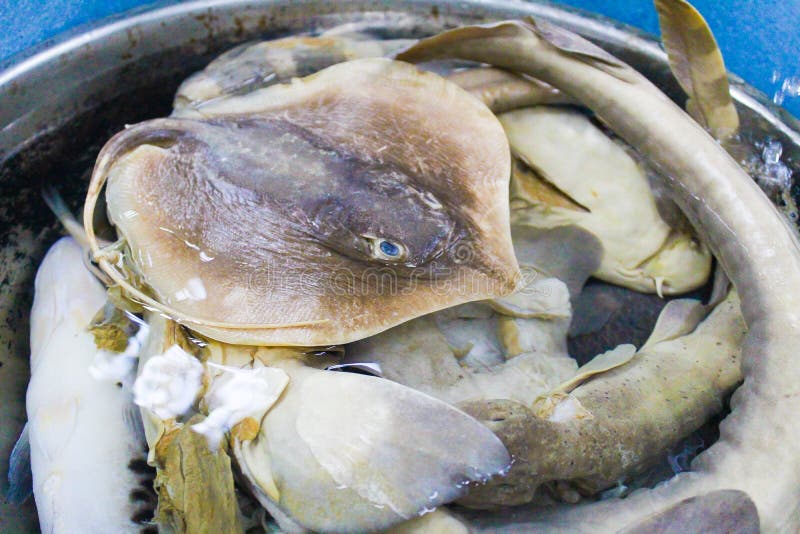 Stingray at marketplace. stock photo. Image of ocean - 127788876