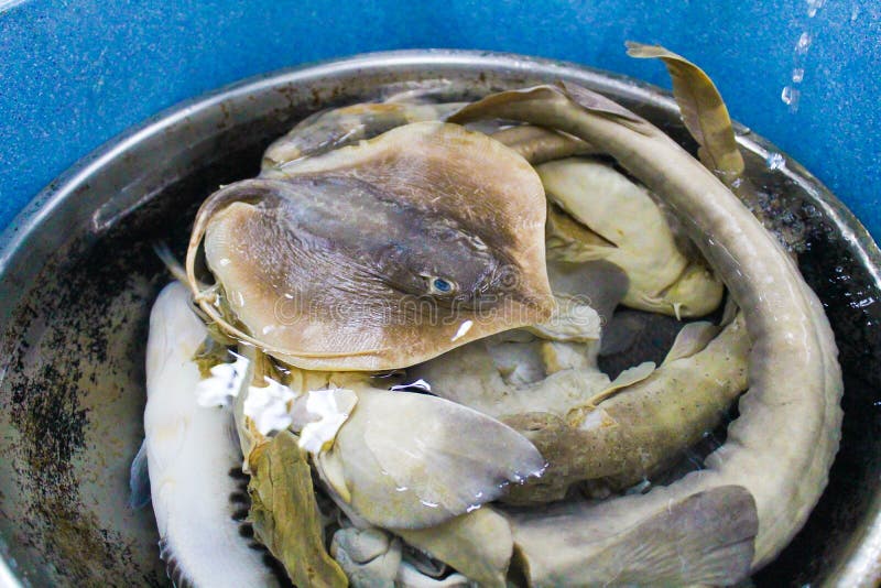 Stingray at marketplace. stock image. Image of ocean - 127788951