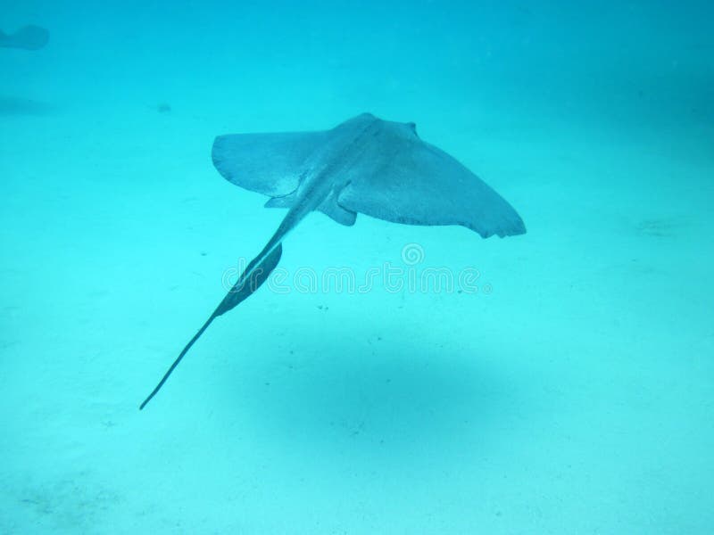 Stingray in the Ocean stock image. Image of swimming - 14830111