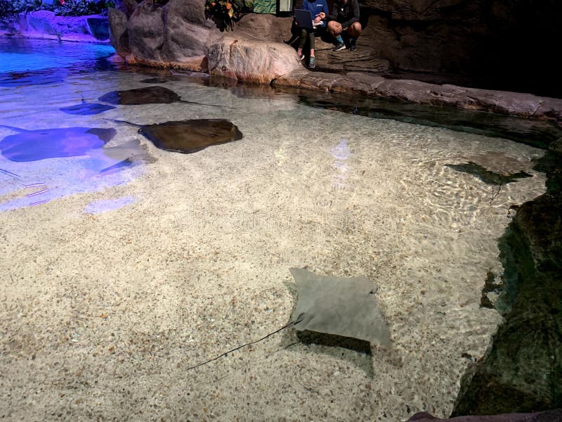 Stingray pool stock photo. Image of fish, pretty, water - 192308964