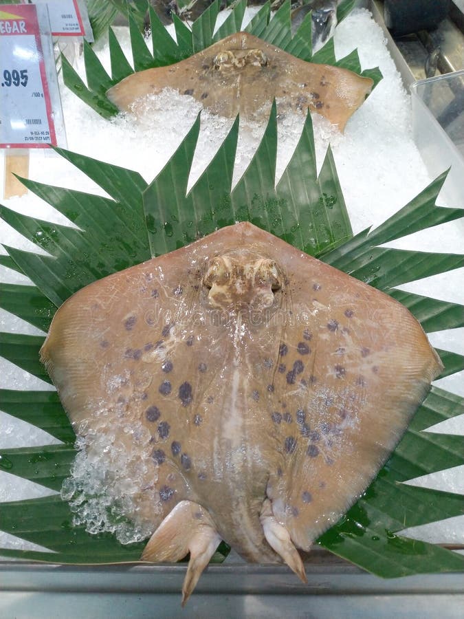 Stingray Preserved with Crushed Ice Cubes Stock Photo - Image of ocean ...