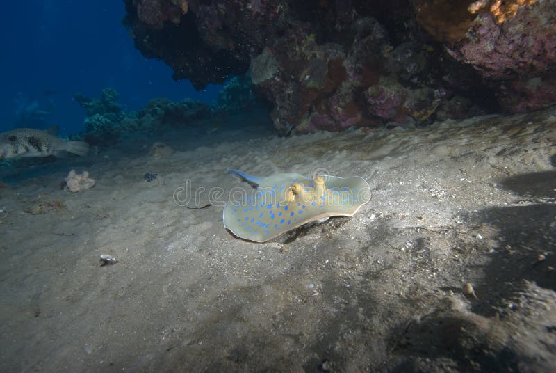 Stingray on the sand stock image. Image of wildlife, spotted - 12447219
