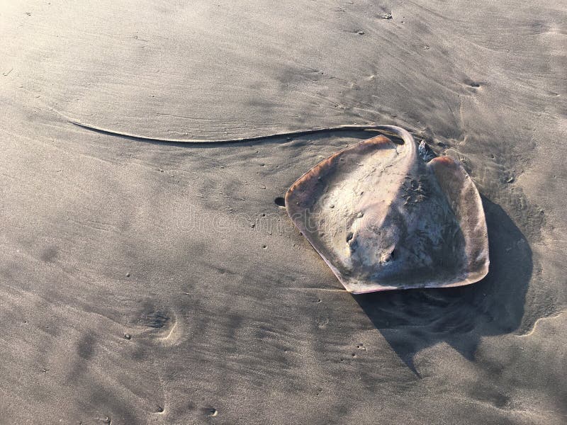 Stingray on the sand stock photo. Image of sand, lonely - 76576712