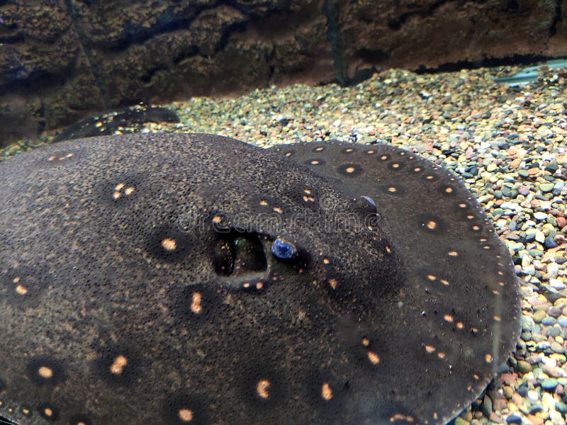 Stingray on Sandy Bottom, Close Up, Aquarium Stock Photo - Image of ...