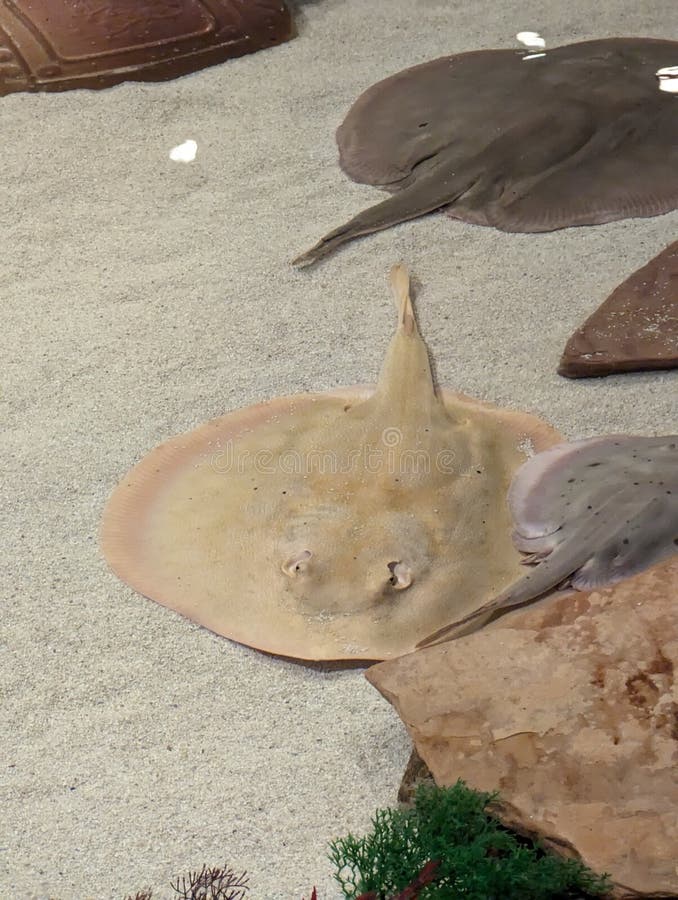 Stingray on a Sandy Bottom. Trygonoptera Testacea Stock Photo - Image ...