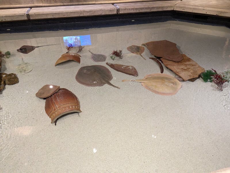 Stingray on a Sandy Bottom. Trygonoptera Testacea Stock Image - Image ...