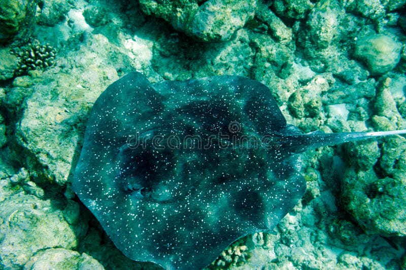 Stingray in the sea stock photo. Image of bottom, city - 31544794