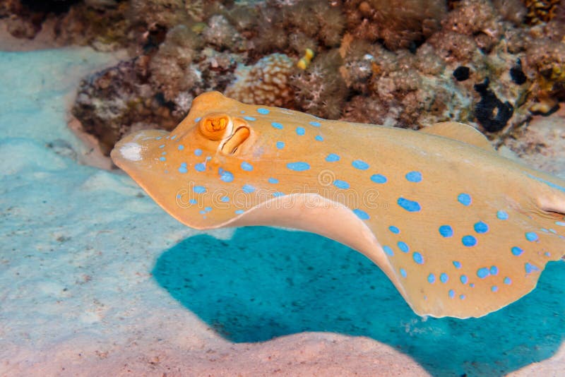 Stingray on the Seabed. the Red Sea. Stock Photo - Image of fish, egypt ...