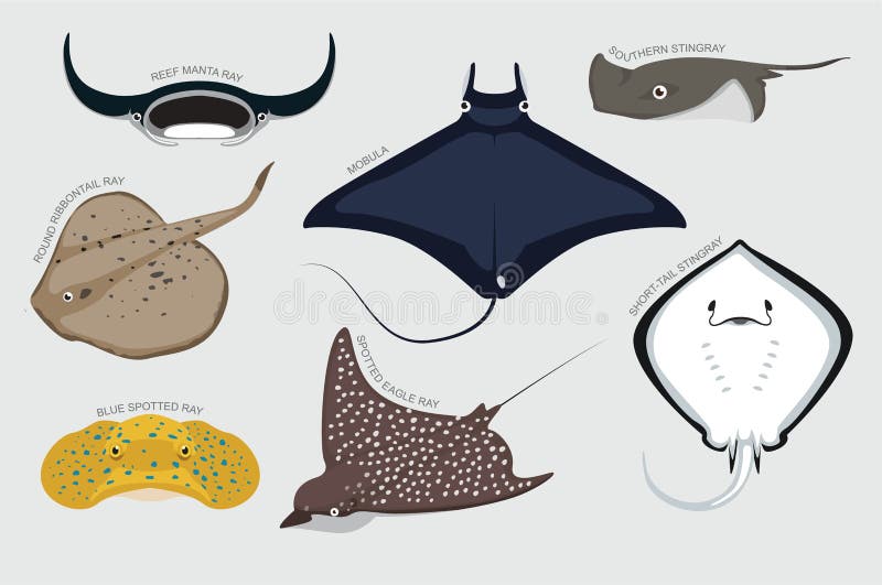 Mobula Stock Illustrations – 217 Mobula Stock Illustrations, Vectors ...