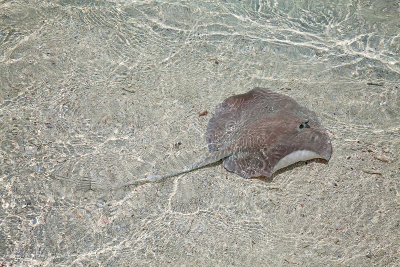 Stingray stock photo. Image of ecosystem, diving, habitat - 52338156