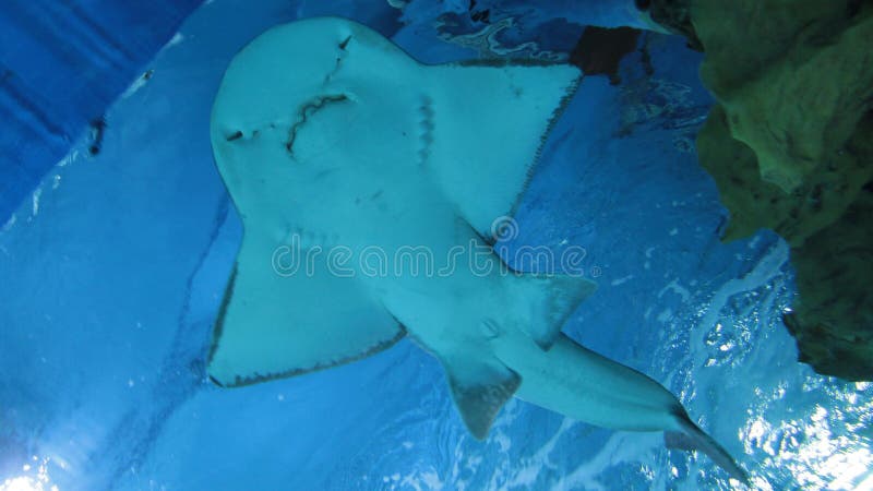 Stingray shark stock image. Image of marine, fish, ocean - 310564771