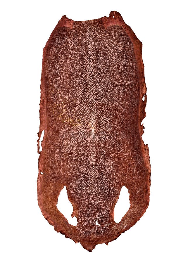 Stingray skin texture stock image. Image of predator - 36780335