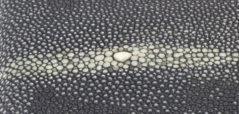 Stingray skin texture stock image. Image of lady, handbag - 38030883