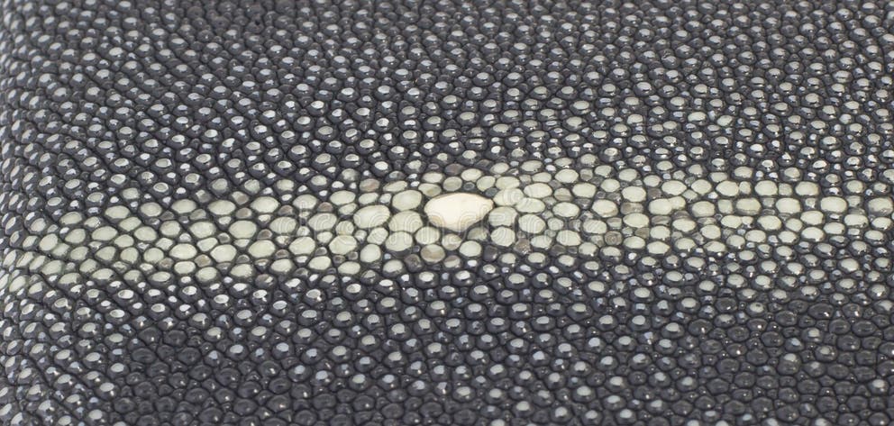 Stingray skin texture stock image. Image of lady, handbag - 38030883