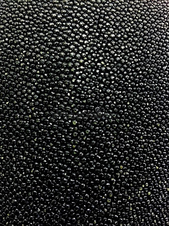 Stingray skin texture stock photo. Image of fashion, leather - 60135608