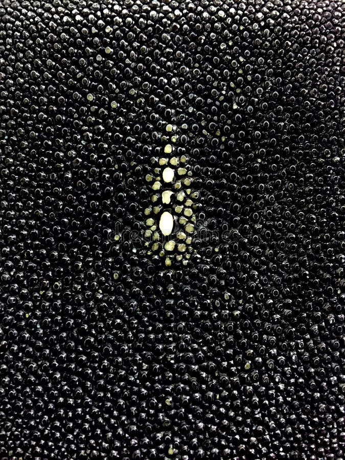 Stingray skin texture stock image. Image of background - 60135271