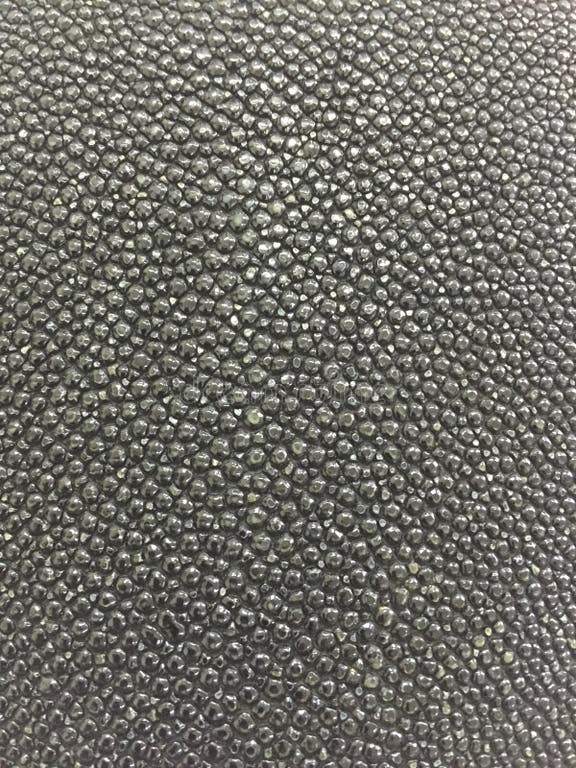 Stingray skin texture stock photo. Image of genuine, belt - 60101542