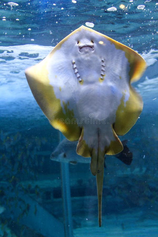 Stingray with Smiling Face,Skate Fish Stock Image - Image of fish ...