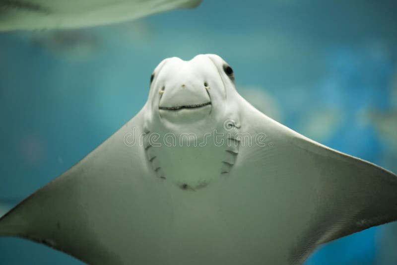 Stingray Smiling while in Movement Stock Image - Image of movement ...