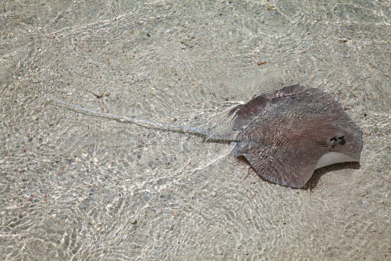 Stingray stock image. Image of colorful, aquatic, ocean - 102797221