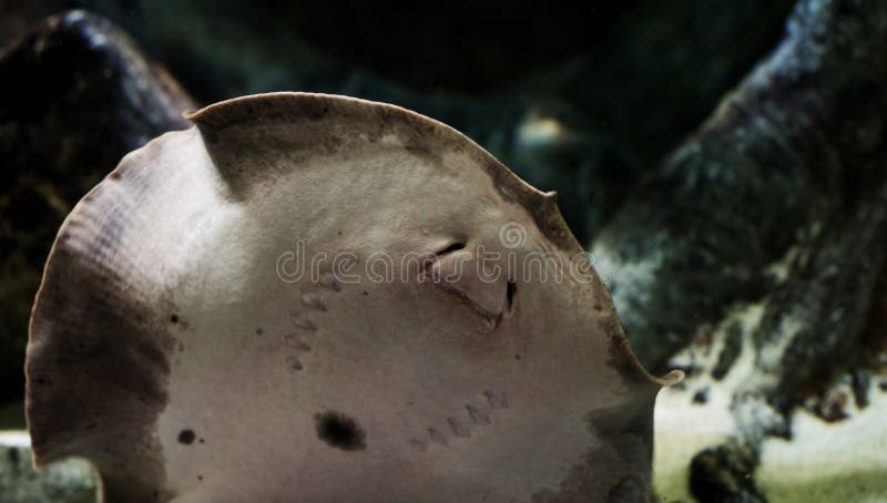 Stingray Swimming in Aquarium Stock Image - Image of travel, grand ...