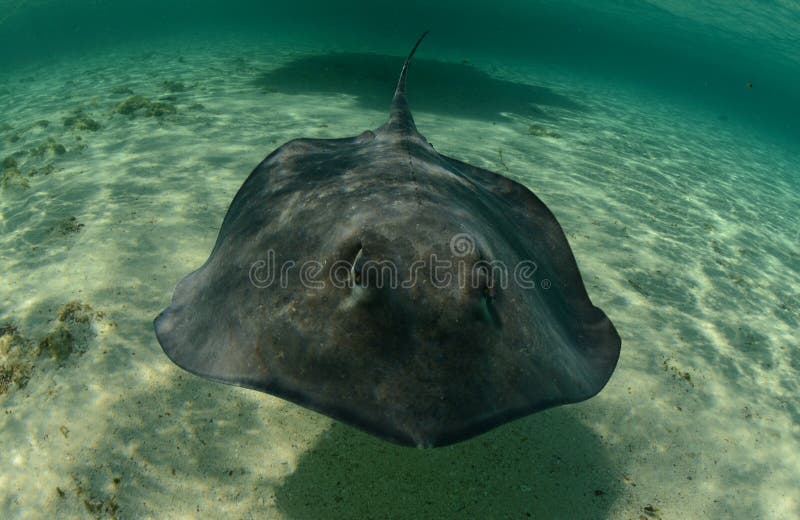 Stingray Swimming in the Ocean Underwater Stock Photo - Image of ...