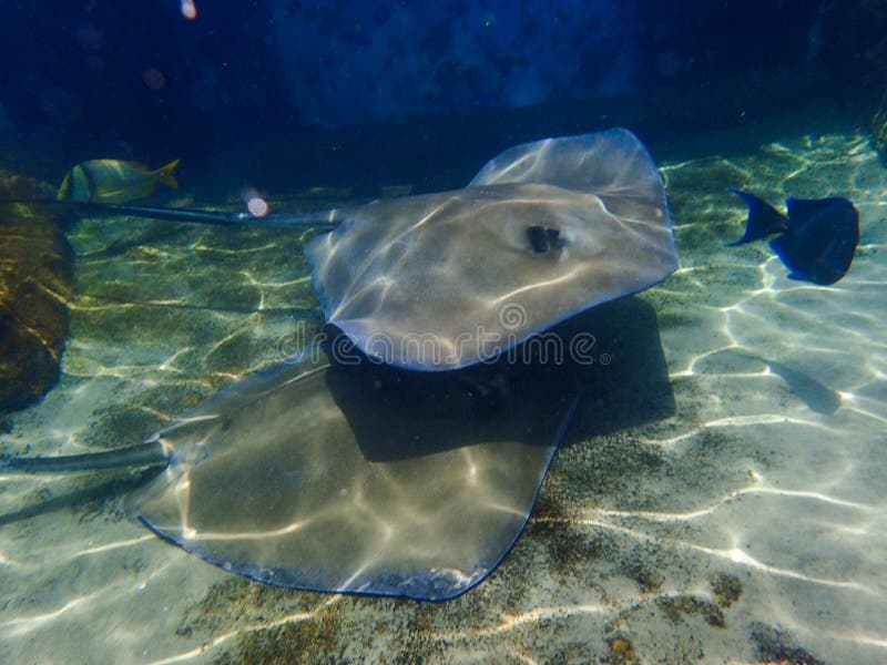 A Stingray Swimming Over Coral and Rock Reef Underwater Stock Image ...
