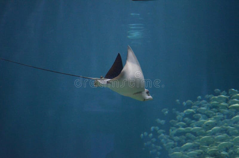 Stingray Swimming with a School of Fish Stock Photo - Image of swimming ...