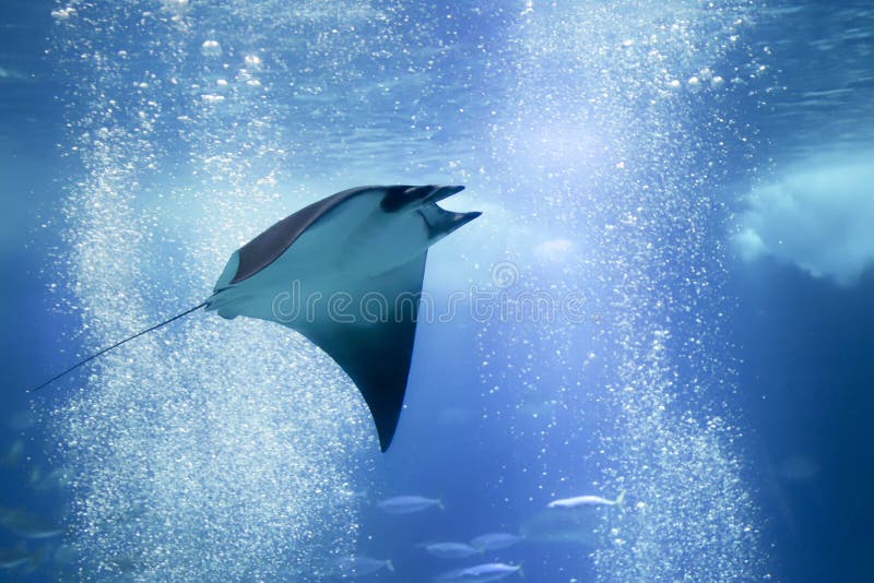Stingray Swimming in the Water Stock Image - Image of snorkeling ...