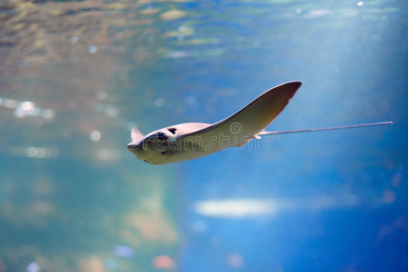 Stingray Swimms Under Blue Water. Closeup View of a Stingray through ...