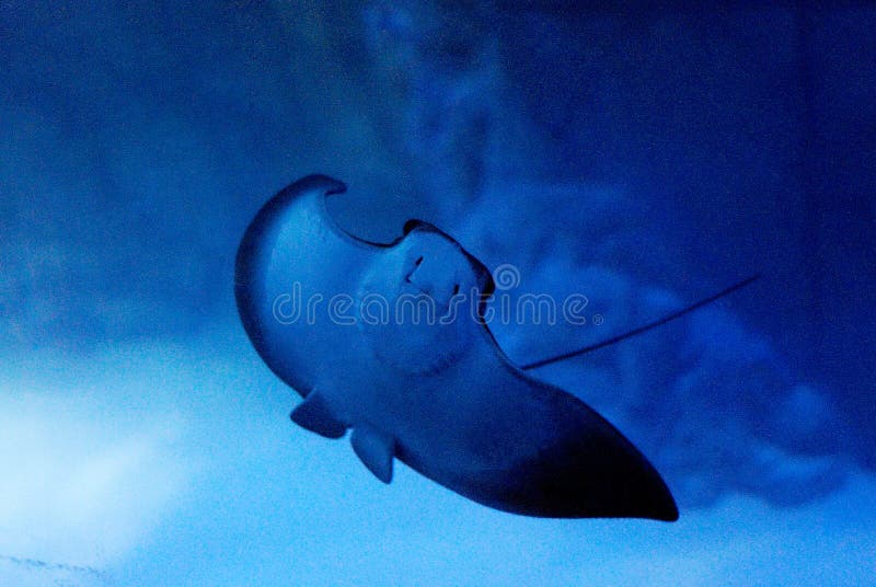 Stingray in the Depths of the Ocean Bottom View Stock Image - Image of ...