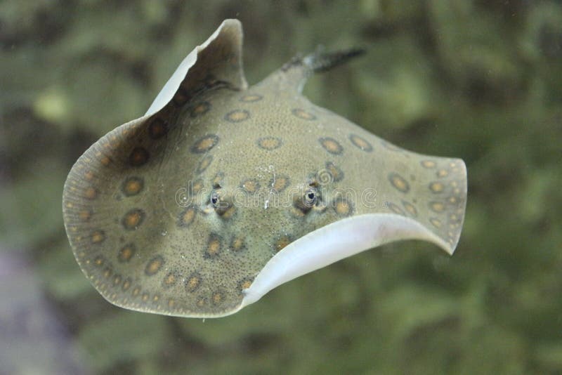 Coelacanth fish stock image. Image of rare, coelacanth - 16622341