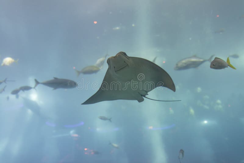 Stingray stock photo. Image of travely, underwater, travelly - 80521174