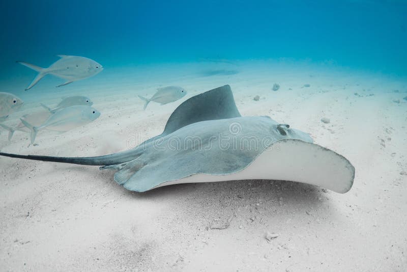 Stingray Underwater on Sandy Bottom. Sting Ray Fish in Tropical Sea ...