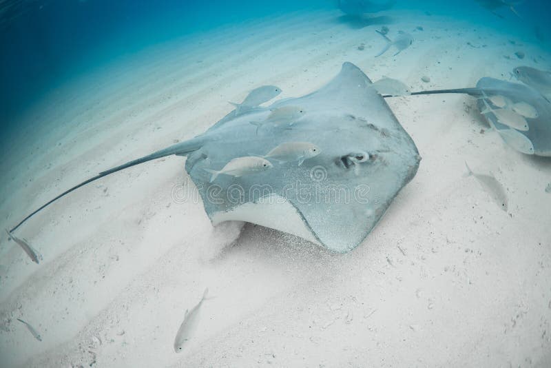 Stingray Underwater on Sandy Sea Bottom. Sting Ray Fish in Tropical Sea ...