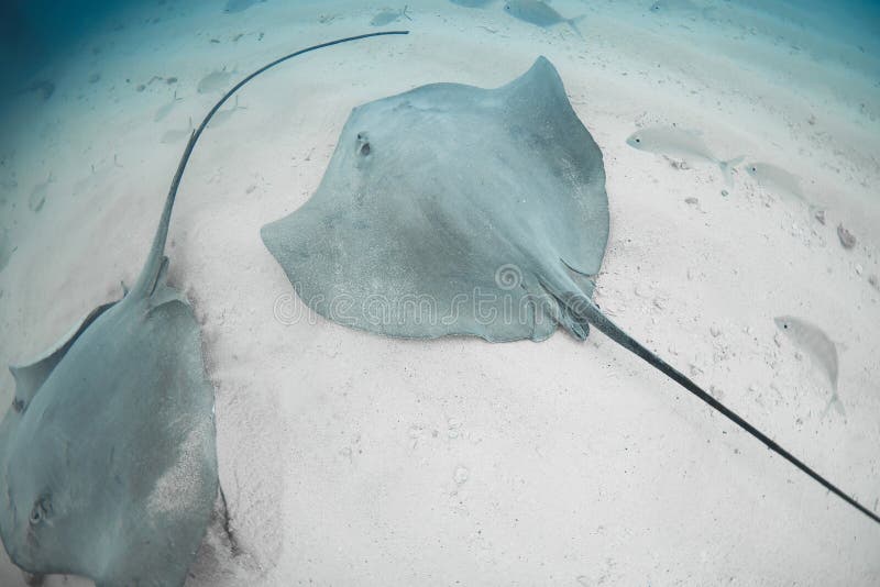 Stingray Underwater on Sandy Sea Bottom. Sting Rays in Tropical Blue ...