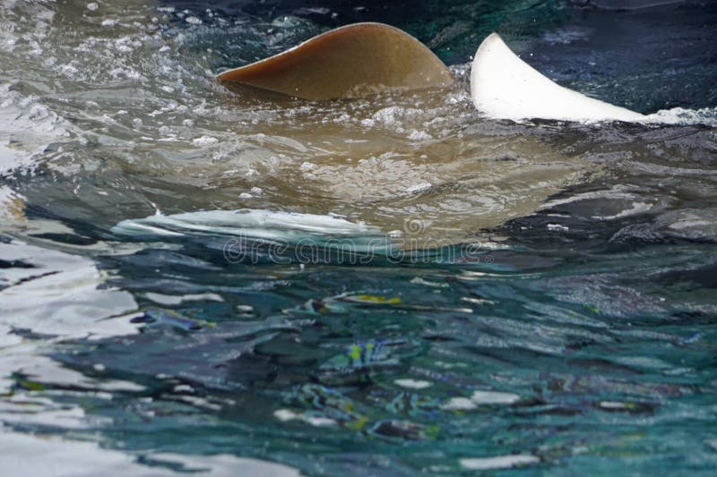 Stingray at the Water Surface Stock Image - Image of landscape, atoll ...