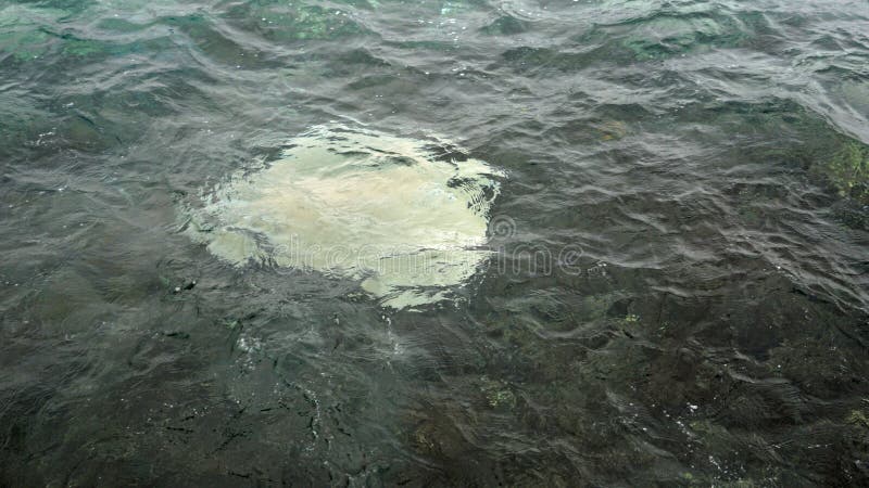 Stingray at the Water Surface Stock Image - Image of maldives, nature ...