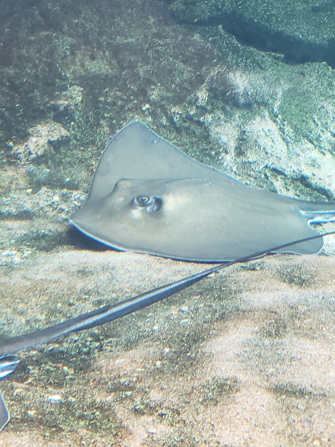 Stingrays stock foto. Image of bodem, dierentuin, pijlstaartroggen ...
