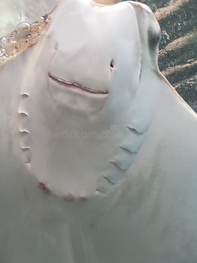 Smiling stingray stock photo. Image of gray, biology, marine - 4472008