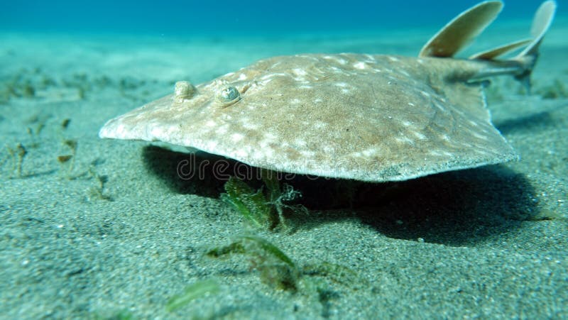 Stingrays. Leopard Electric Stingray. Stock Photo - Image of ocean ...