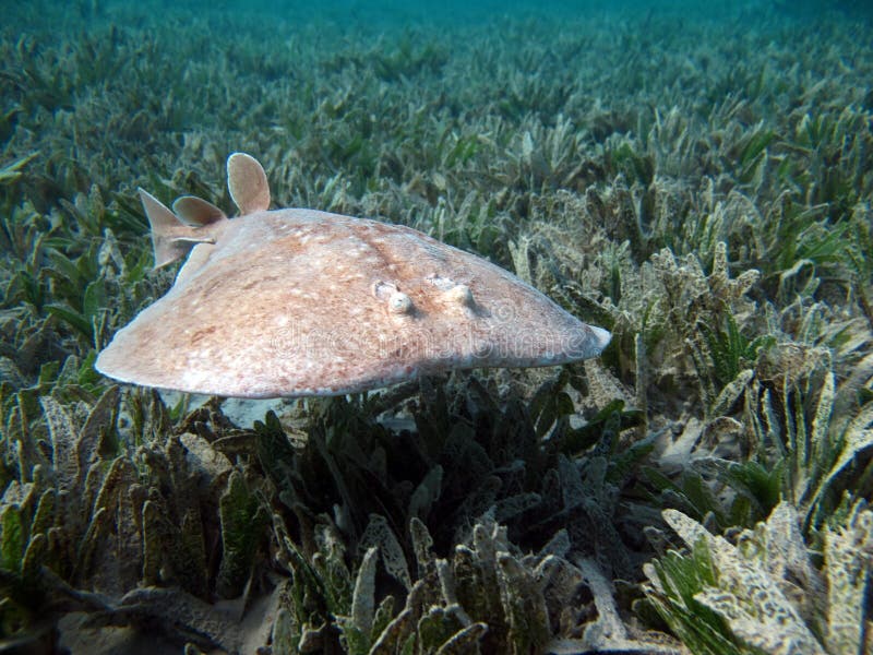 Stingrays, Leopard Electric Stingray . Stock Image - Image of aquatic ...