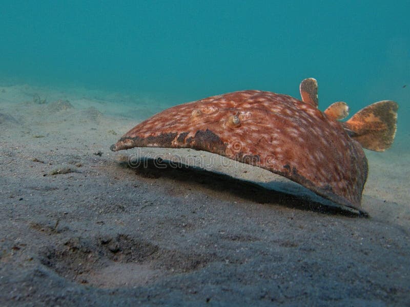 Stingrays, Leopard Electric Stingray. Stock Photo - Image of bristle ...